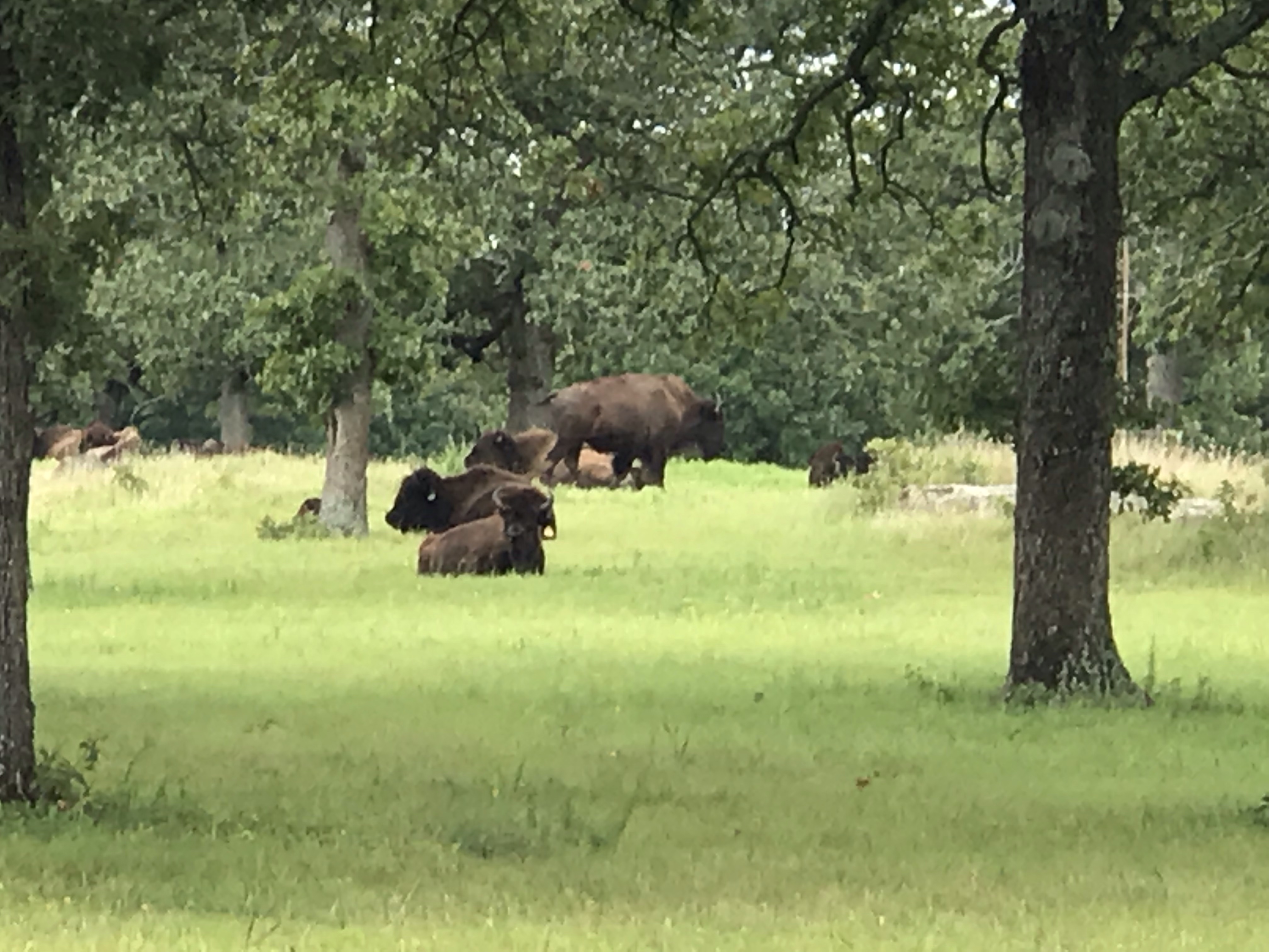 For the Love of Northeast Oklahoma 💚 – Lemon Twist 📝💛